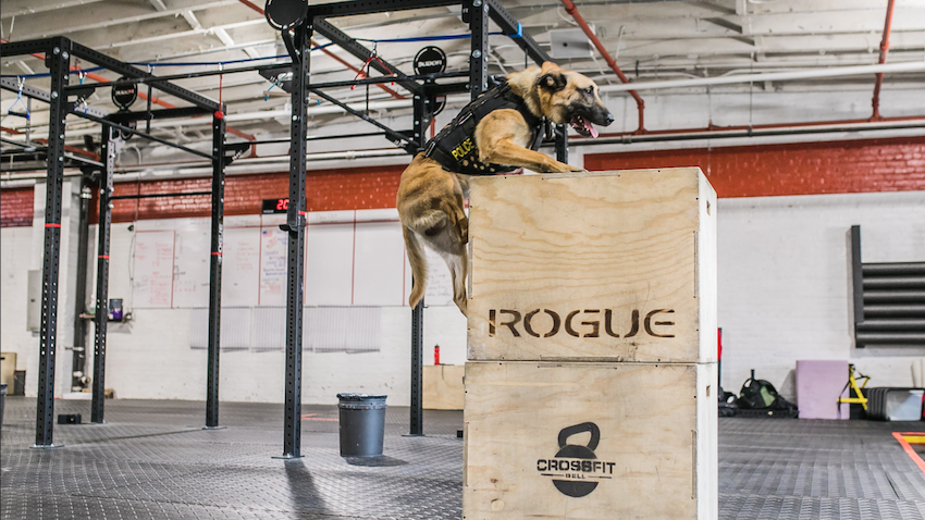 A Guide to the 2024 CrossFit Service Open and Service Cup